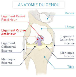 Ligament Croisé Antérieur – Chirurgie Orthopédique & Sportive Paris ...